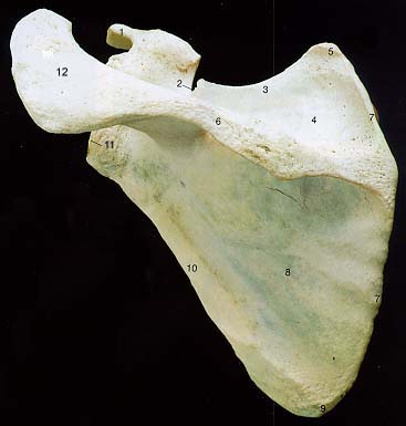 Scapula - JungleKey.fr Image